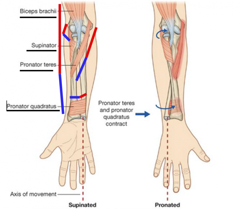 Forearm Joint Muscles - continued | Minimalist Golf Swing System